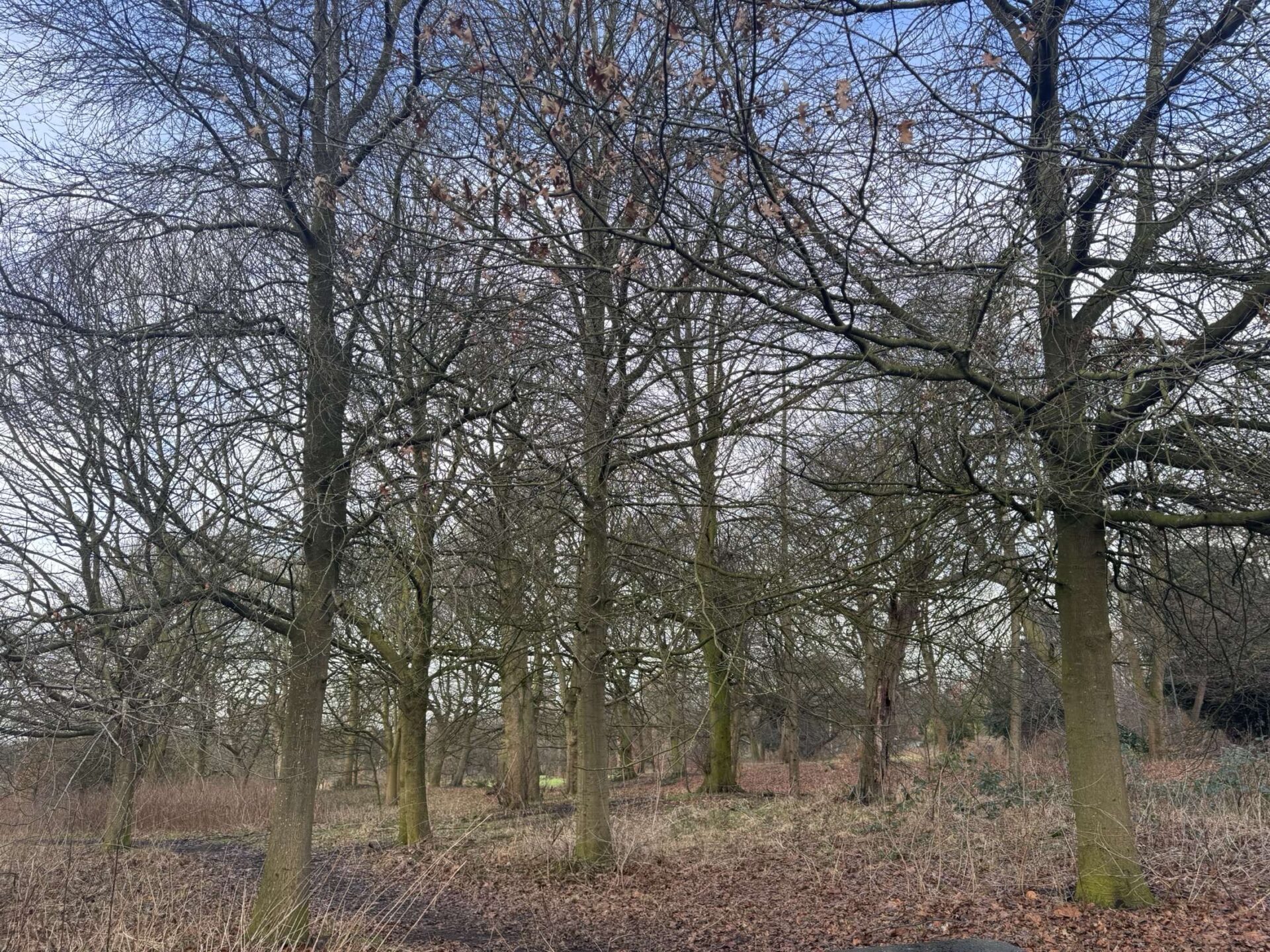 Plans for cemetery in Whiston Woods approved - MerseyNewsLive